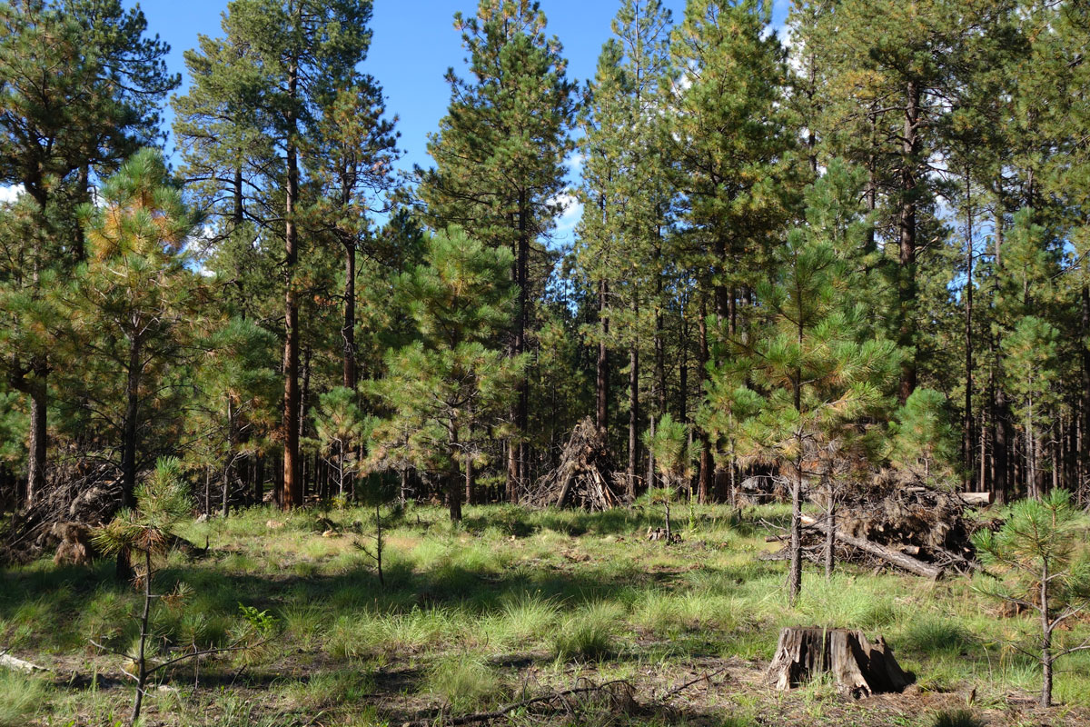 Carbon Credits with the White Mountain Apache Tribe - SIG - Spatial ...